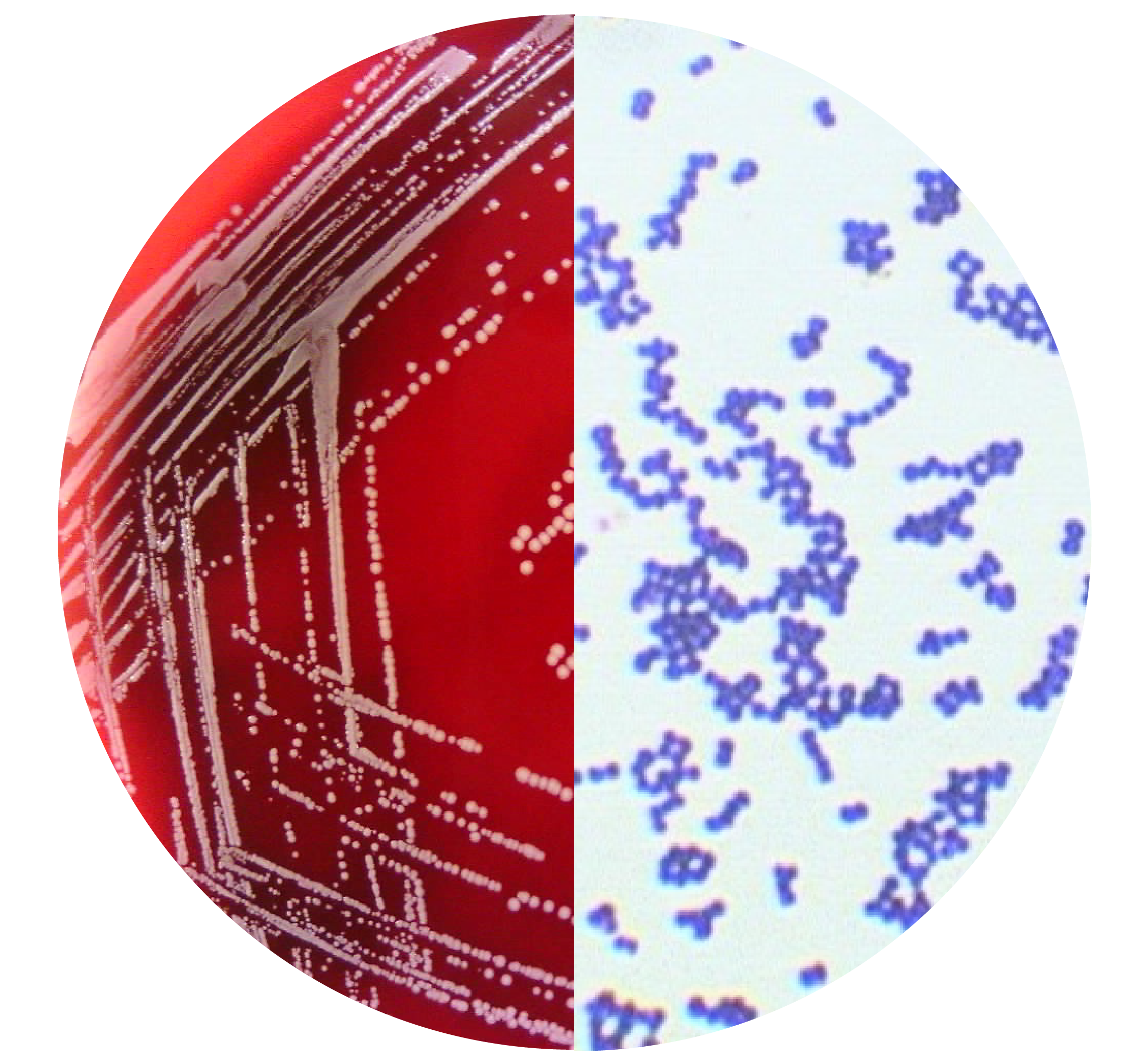 Microscopy Case Simulators - LabCE