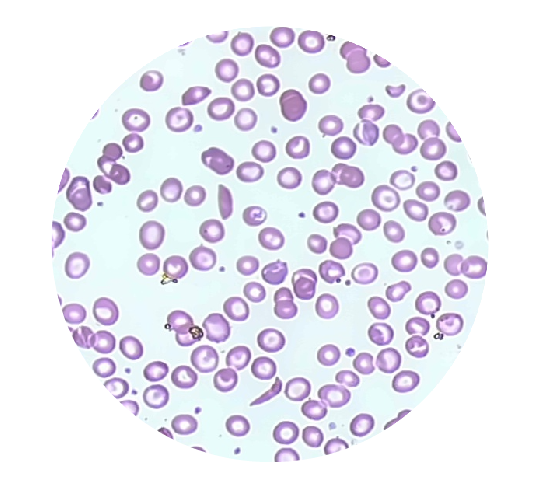 Microscopy Case Simulators - LabCE